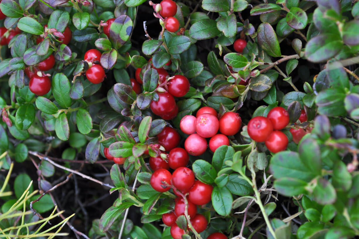 Pure Cranberry Honey - Raw & Kosher Certified | Bee Inspired Goods